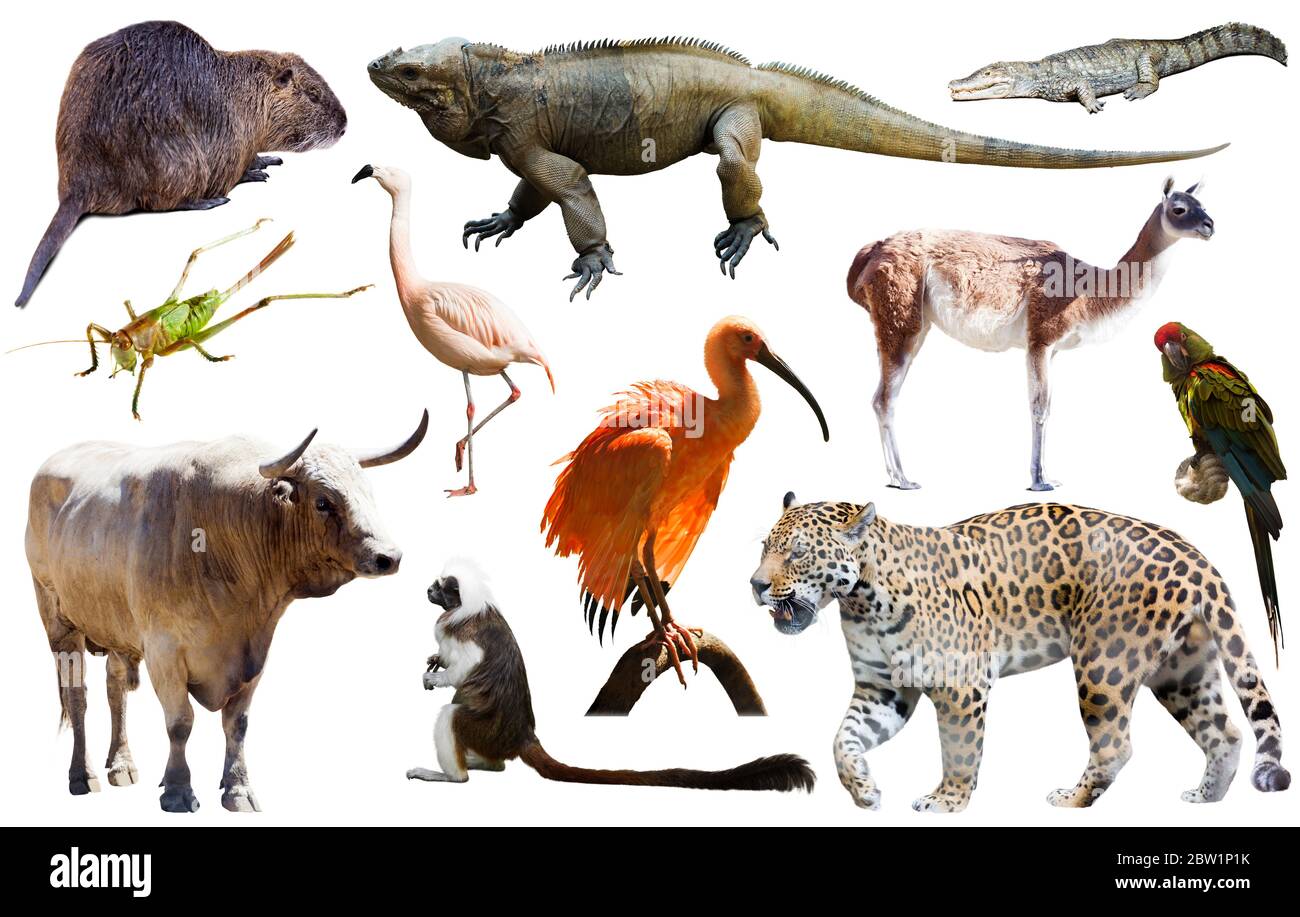 Set of various south american wild birds, animals, reptiles and insects ...
