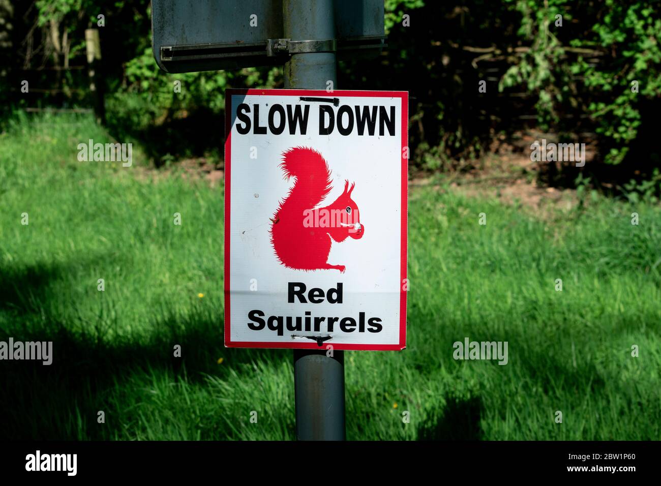 Squirel drawing hi-res stock photography and images - Alamy