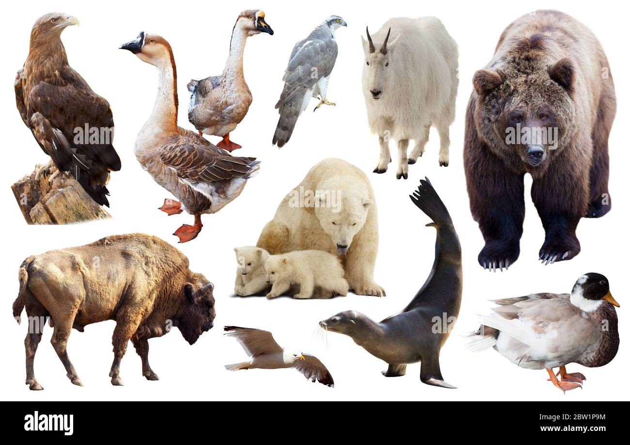 North american turtle Cut Out Stock Images & Pictures - Alamy