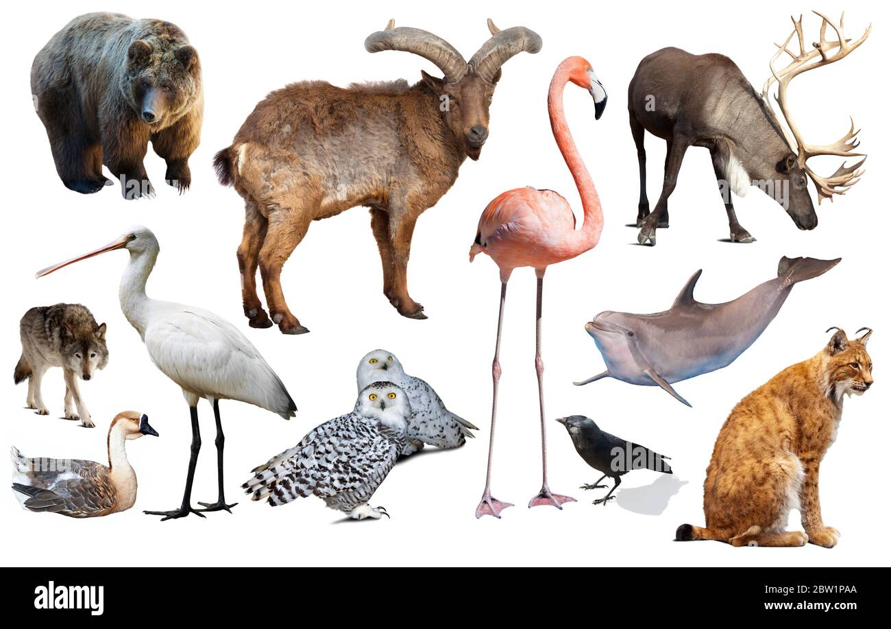 Set of various European isolated on white wild animals including birds ...