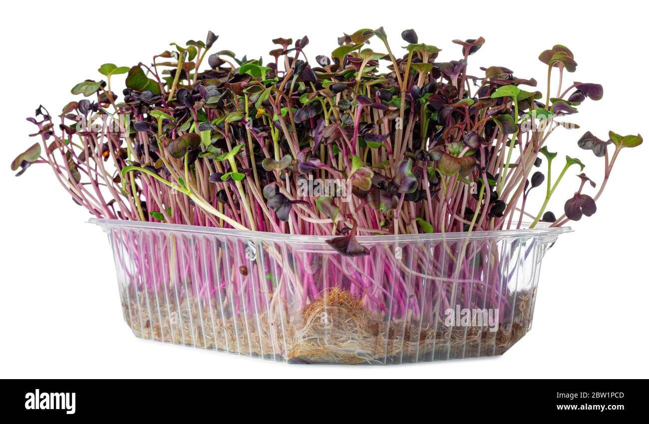Micro green sprouts of radish isolated on white Stock Photo - Alamy