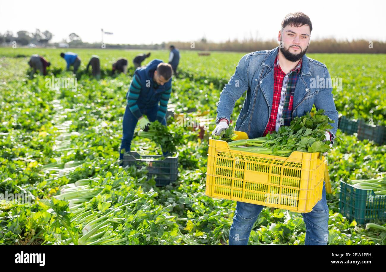 Worker carrying plastic crates hi-res stock photography and images - Alamy