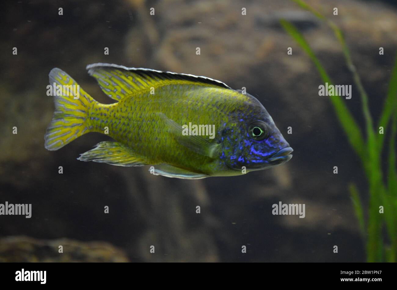 Tropical fish in aquarium, Frankfurt am Main (Germany Stock Photo - Alamy