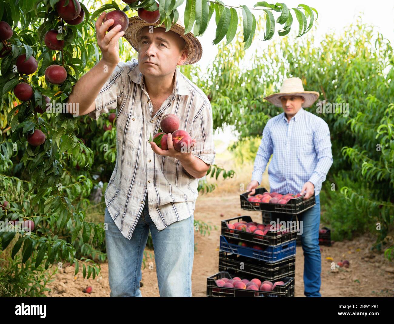 Satisfied smiling male farmer picking peaches from tree in garden, man ...