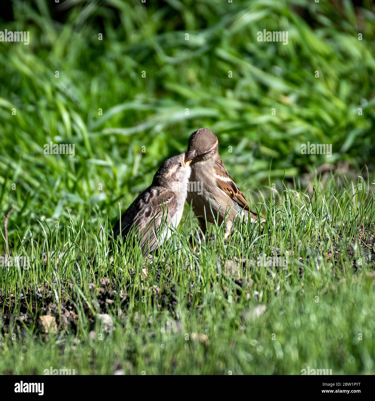 Tree sparrow fledgling hi-res stock photography and images - Alamy