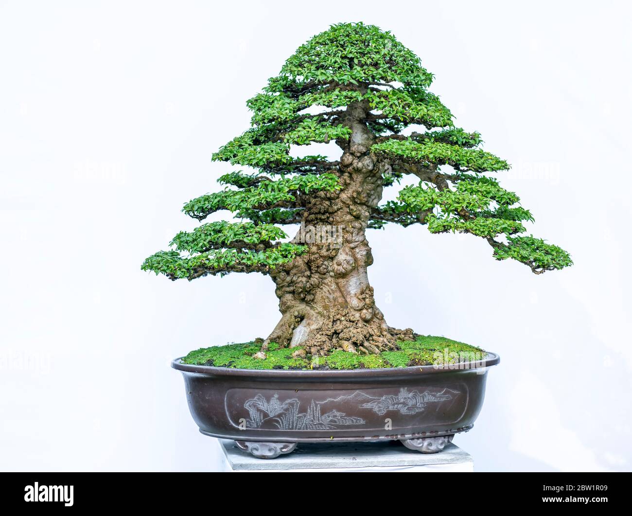 Bonsai tree isolated on white background in a pot plant with many ...
