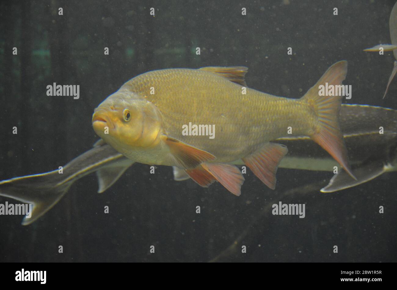 Tropical fish in aquarium, Frankfurt am Main (Germany Stock Photo - Alamy