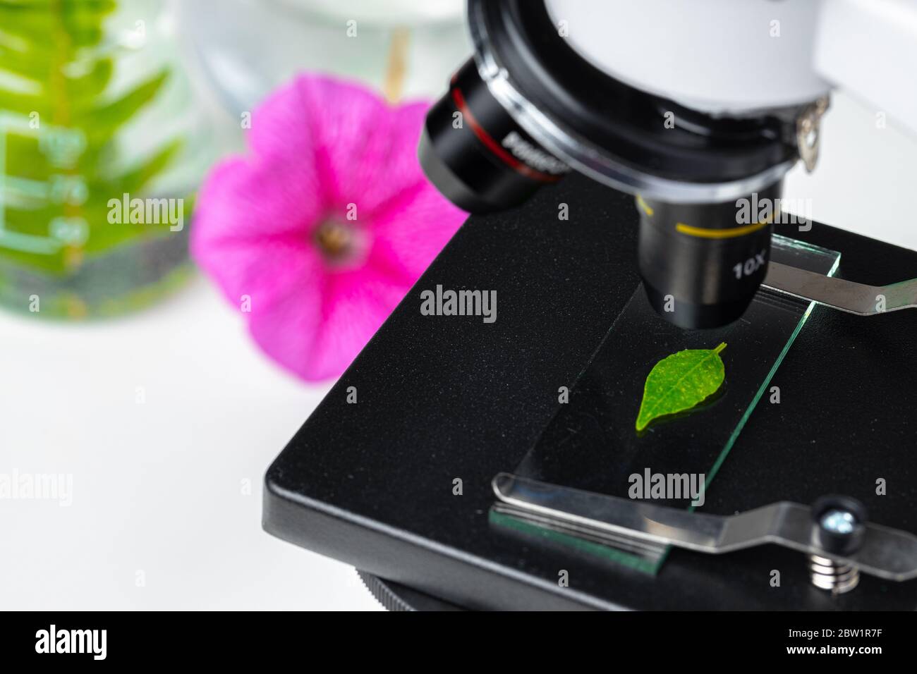 Close up of a plant leaf on a glass slide in a microscope ...