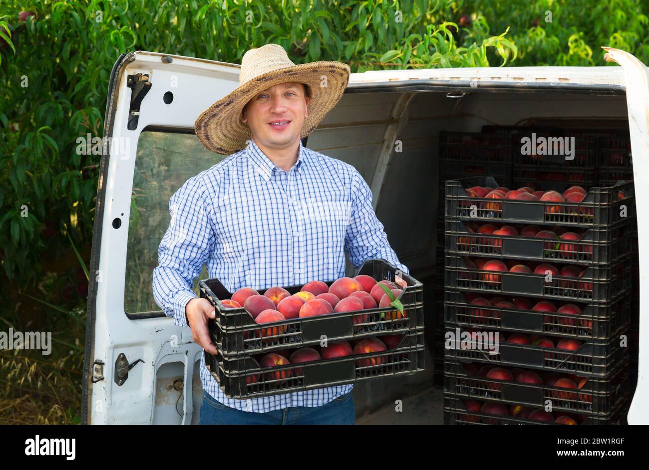 Man farmer packing crates with harvest of peaches to car in garden ...