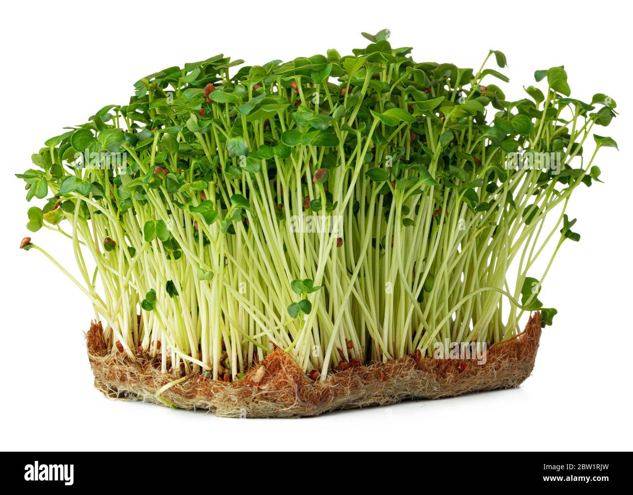 Radish daikon micro green sprouts isolated on white Stock Photo - Alamy