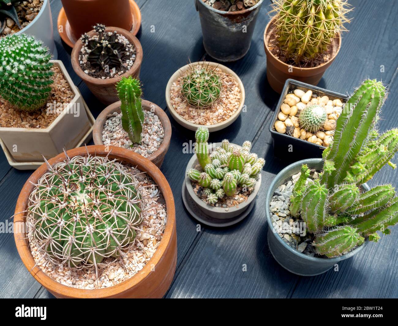 Various green cactus plants in pots on dark wooden table background ...