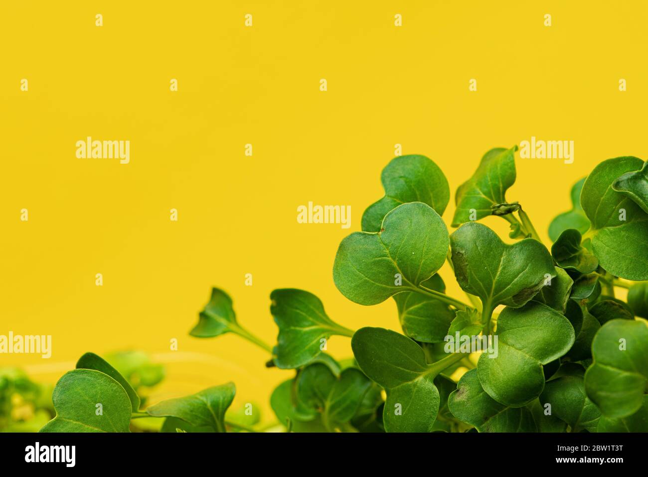 Micro green leaves close up against yellow background Stock Photo - Alamy