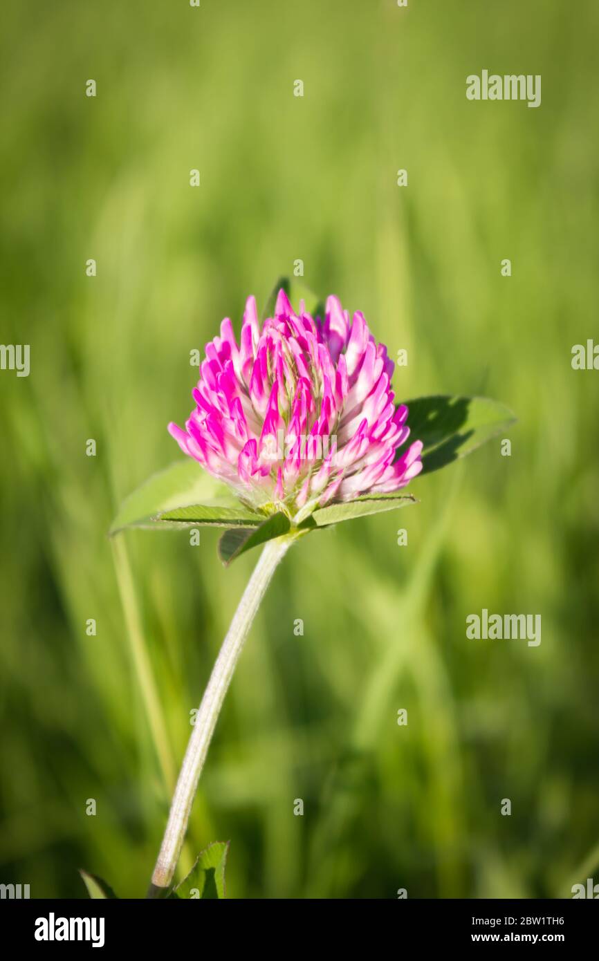 Tall clover hi-res stock photography and images - Alamy