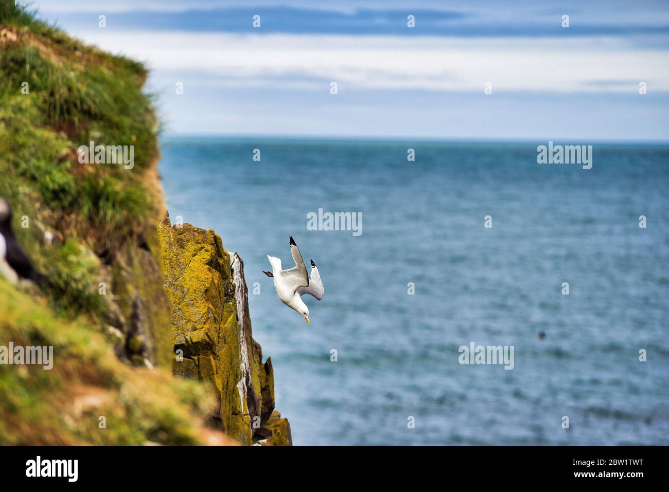 Fish falling from the sky hi-res stock photography and images - Alamy