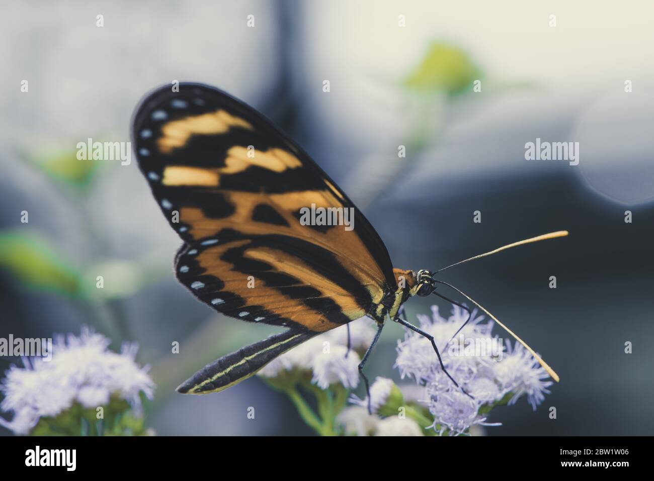 Tiger longwing butterfly (Heliconius hecale) on a tropical flower ...