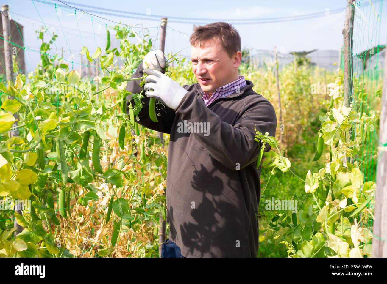 Mature man gardener working with beans seedlings in garden outdoor ...