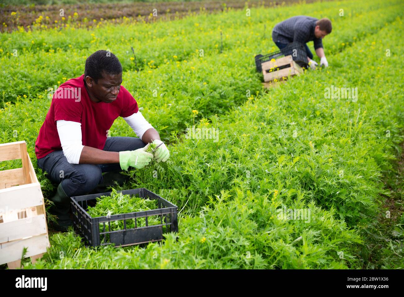 Skilled African American workman cutting fresh ripe green mizuna on ...