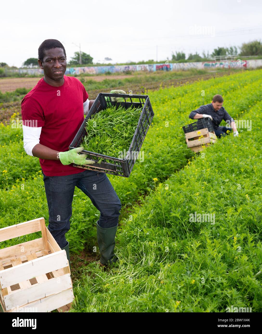 African-american worker harvesting green mizuna (Brassica rapa ...