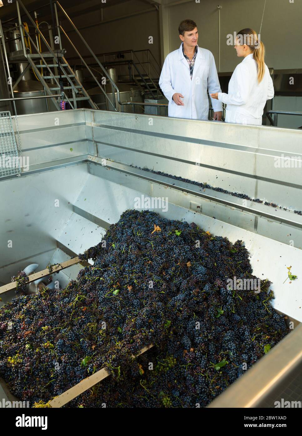 Two manufacturing engineers of winery controlling process of crushing ...