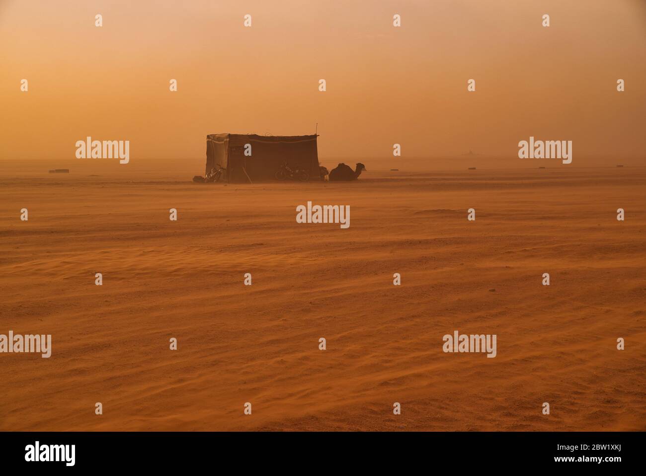 Camel in sandstorm hi-res stock photography and images - Alamy