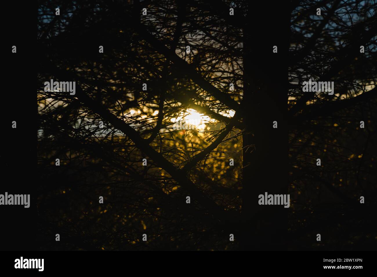 Sun rays peeking through forest hi-res stock photography and images - Alamy