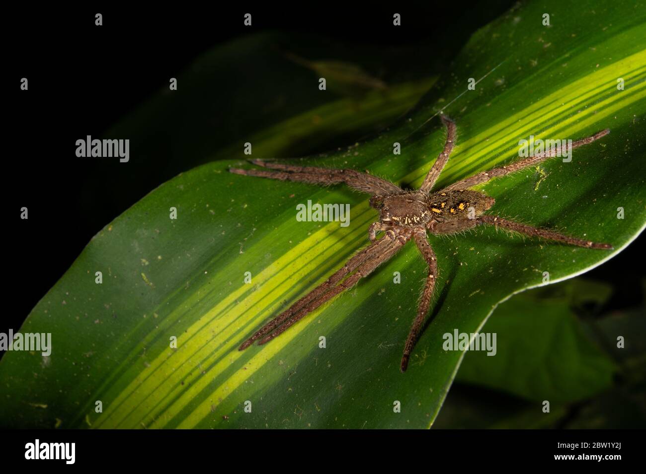 Tiger wandering spiders hi-res stock photography and images - Alamy