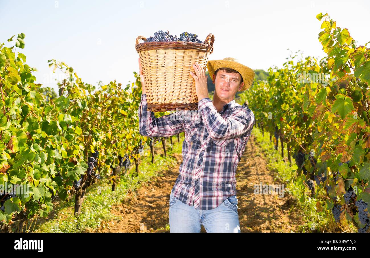 Portrait of successful male owner of vineyard holding wicker basket ...