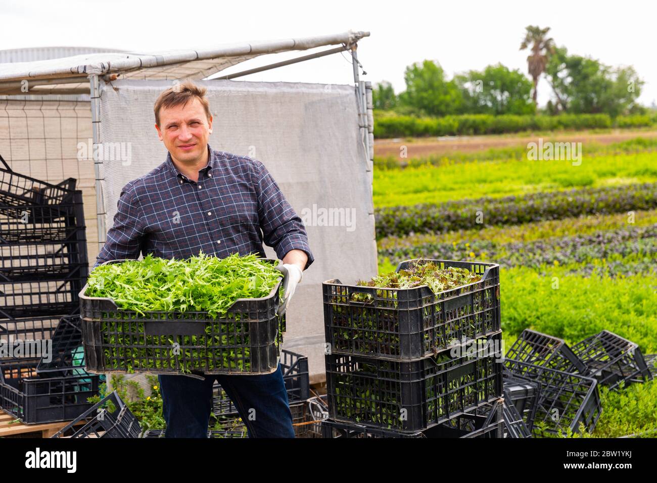 Farmer stocking boxes with green mizuna on the field Stock Photo - Alamy