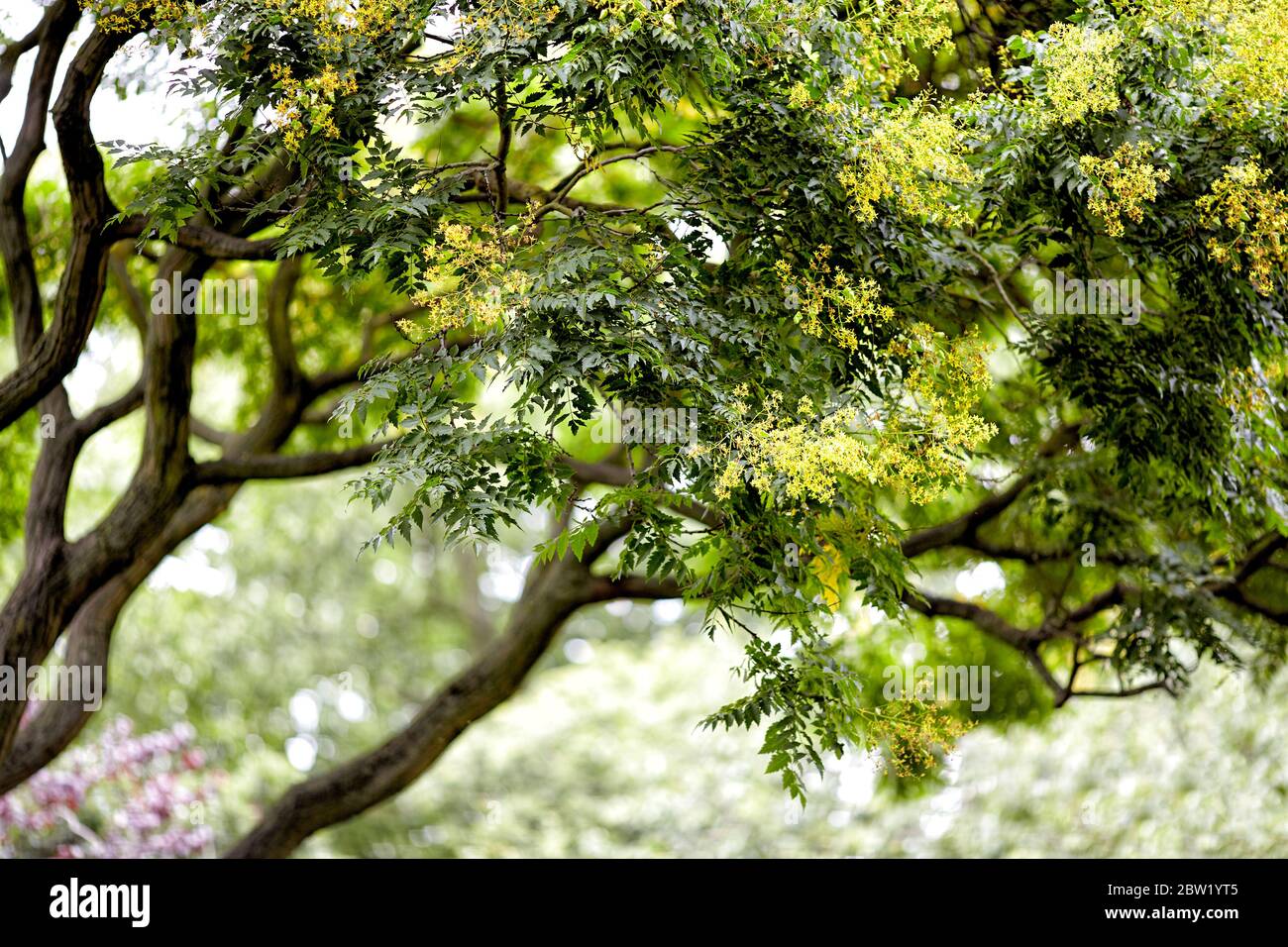 Elm trees in blossom, St. James Park, London, United Kingdom Stock ...