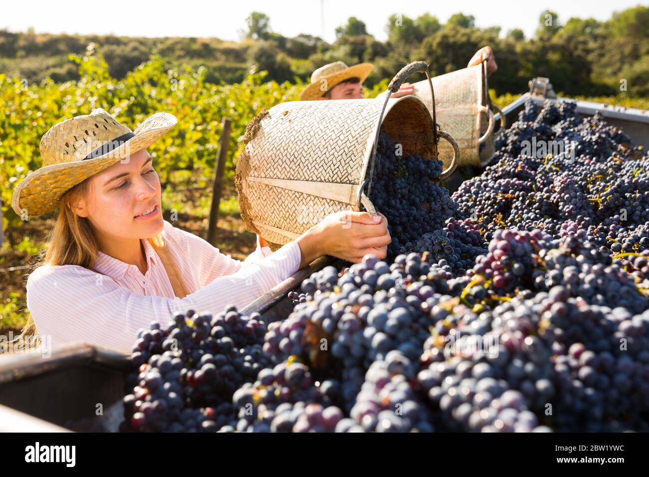 Successful female owner of vineyard filling truck with gathered harvest ...