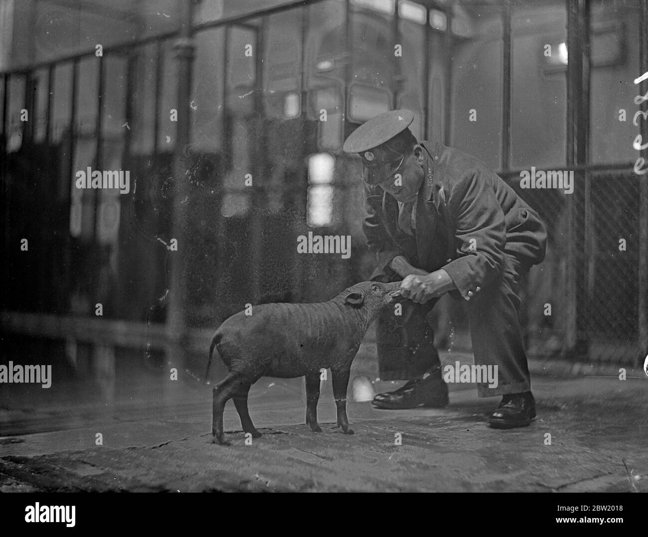 The London Zoo's baby babirusa (wild pig) puts on its most docile ...