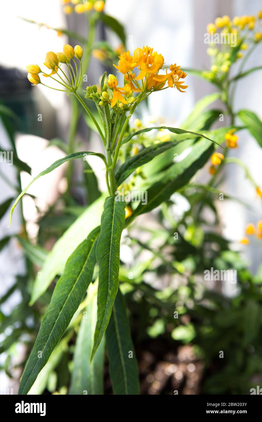 Milkweed, Blood flower ( Asclepias curassavicain ) in a garden in ...