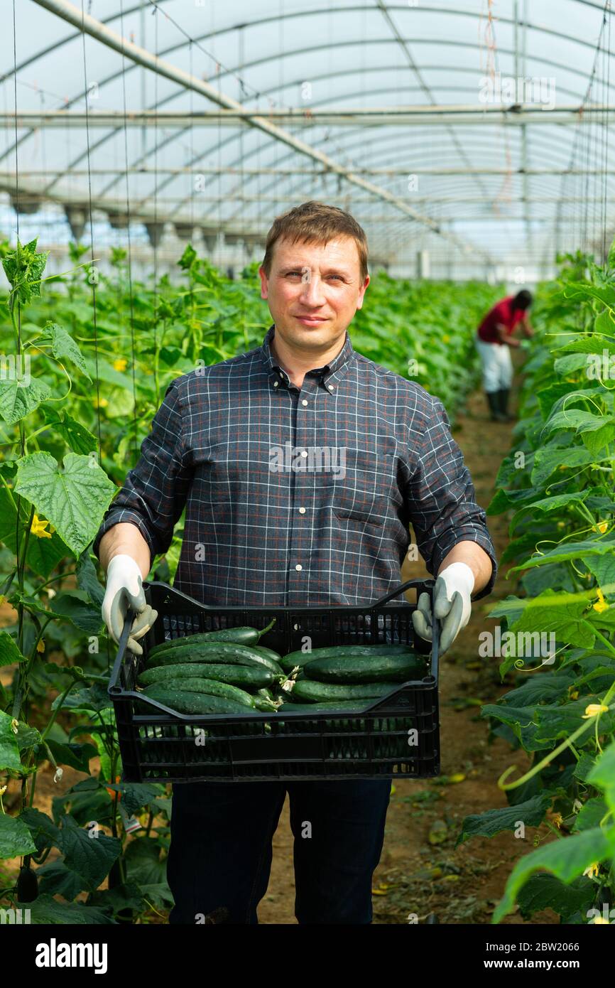 Confident farmer carrying box with freshly picked organic cucumbers ...