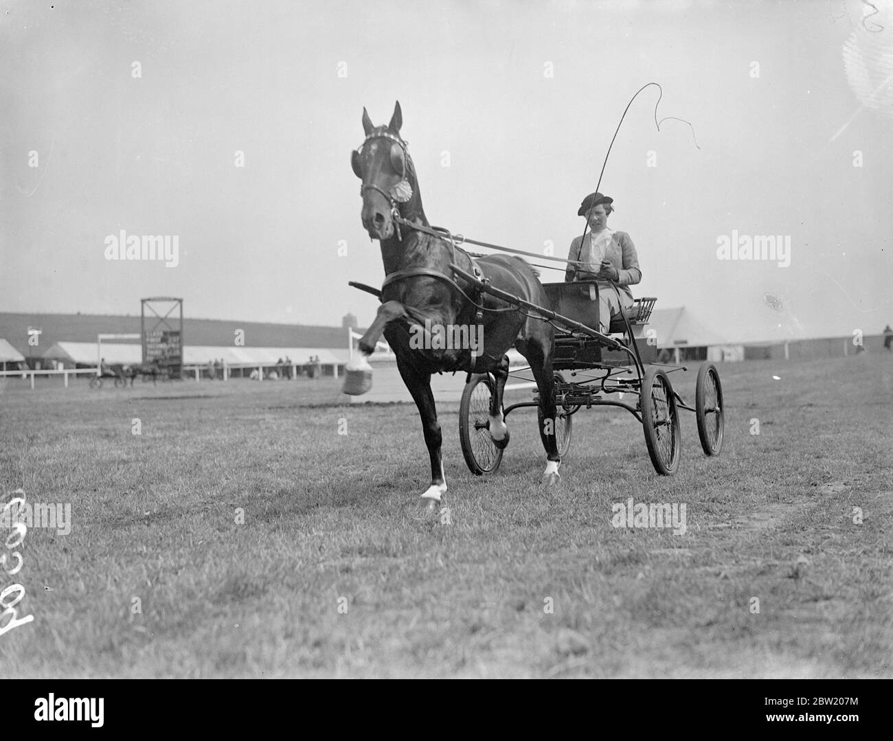 Prize horse hi-res stock photography and images - Alamy