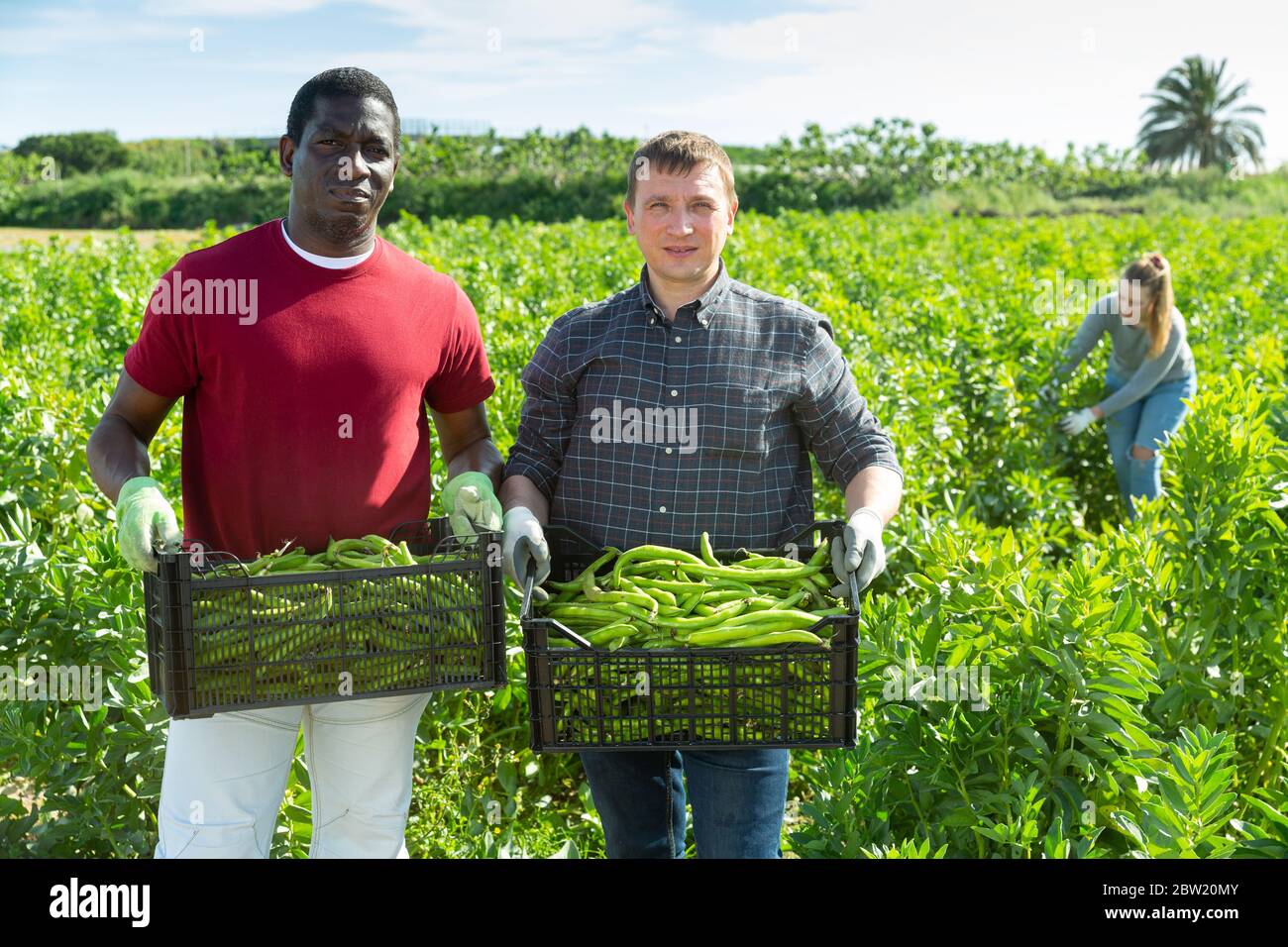 Agriculture successful farmers standing on hi-res stock photography and ...