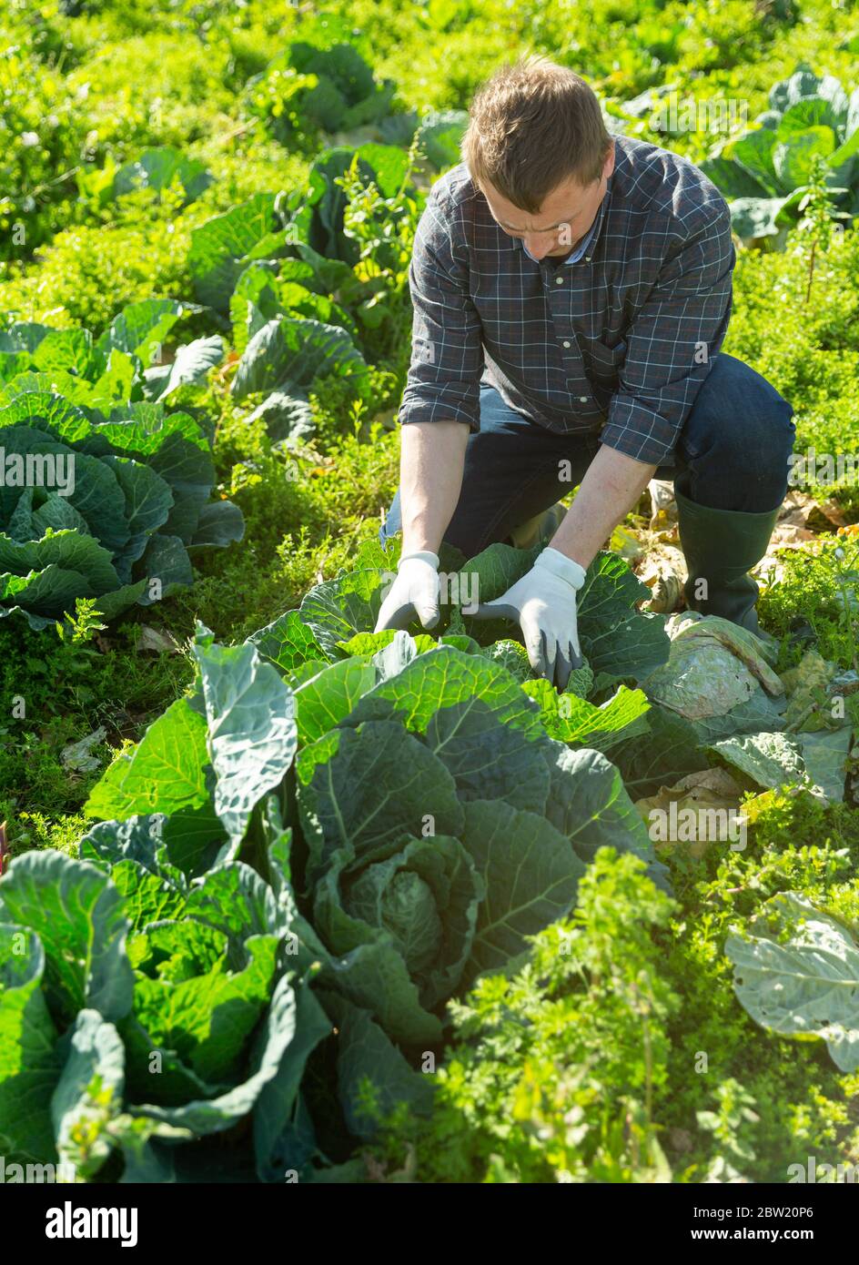 Experienced farmer controlling process of ripening cabbage on farm ...
