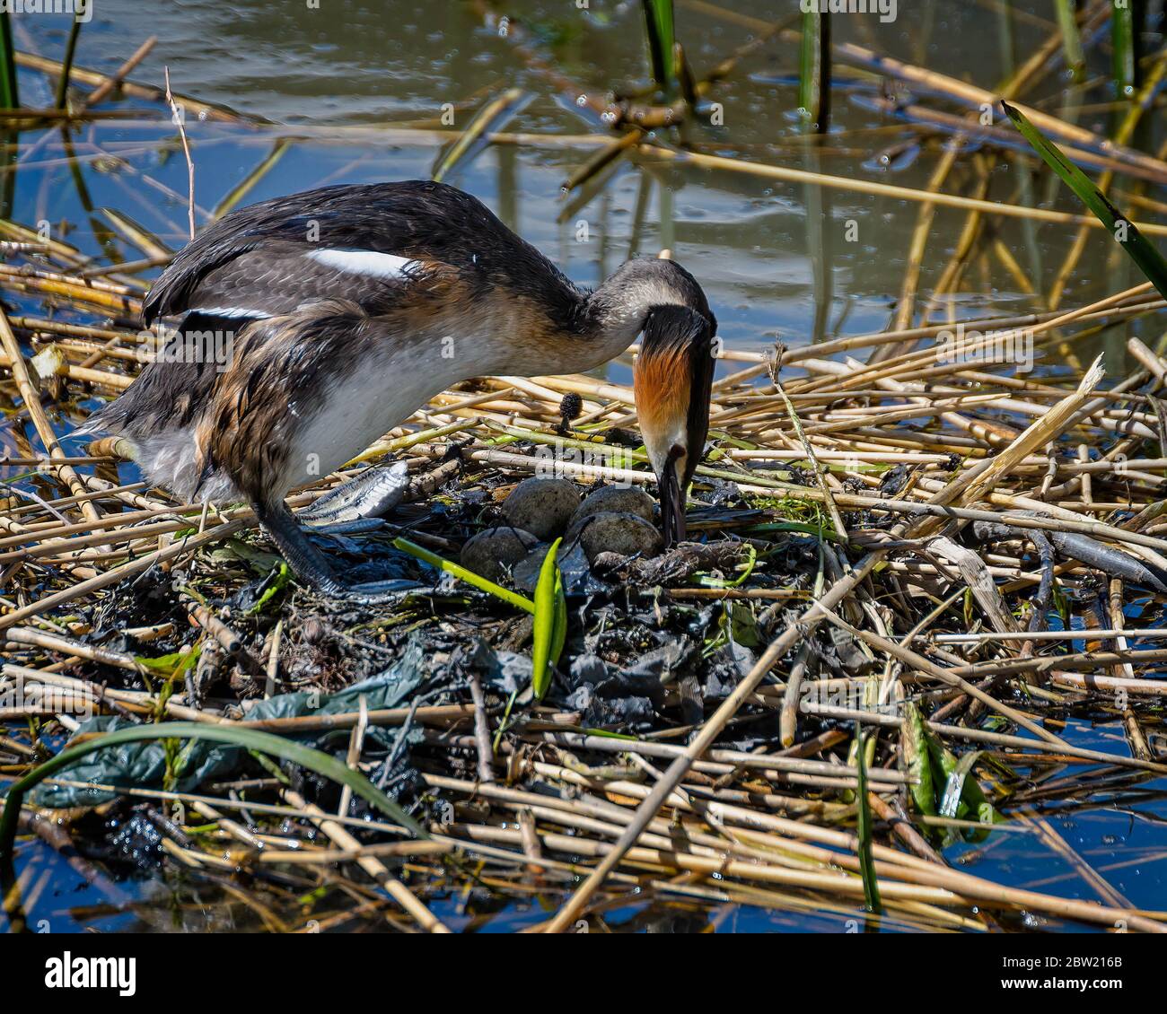 Great crested grebe eggs hi-res stock photography and images - Alamy
