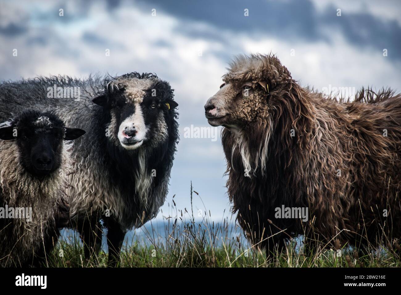 Baby grey sheepskin hi-res stock photography and images - Alamy