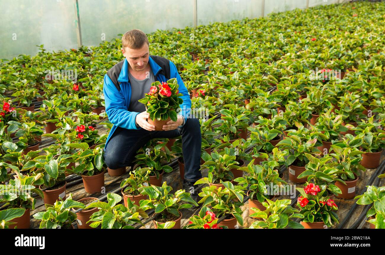 Positive male worker examining begonia seedlings while gardening in ...