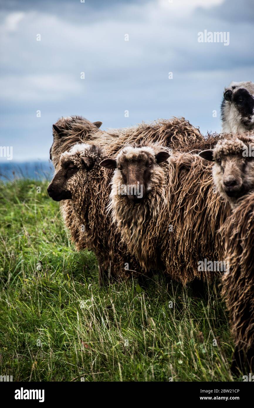 sheep in windy weather on the dike Stock Photo - Alamy
