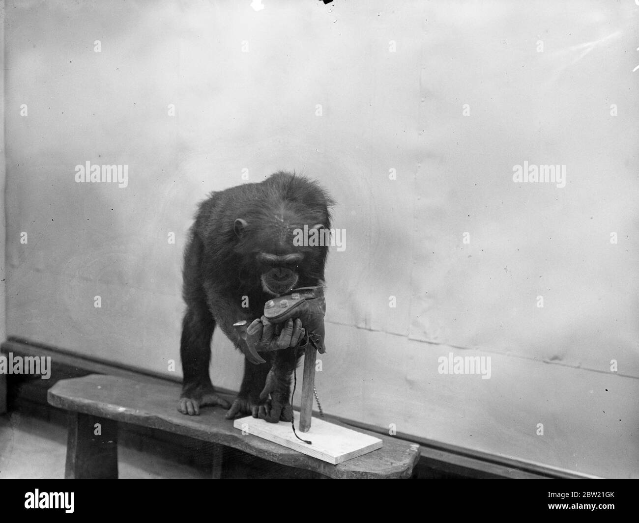 The football season has been officially inaugurated at the London zoo ...