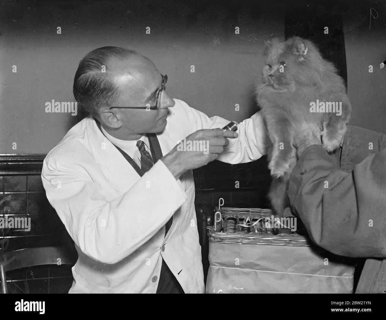 The Persian cat society's seventh annual show is in progress at the ...