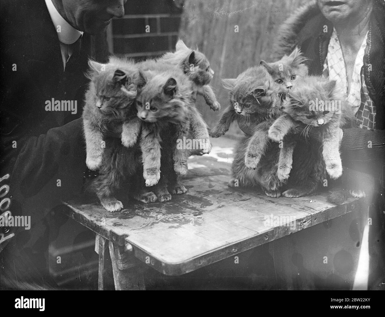 The Persian cat society's seventh annual show is in progress at the ...