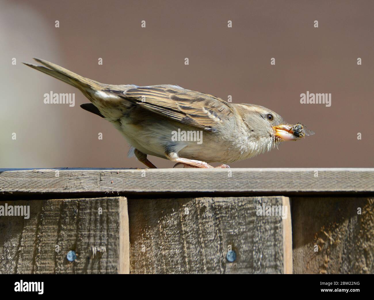 House Sparrow (Passer domesticus) female on a garden fence eating a ...