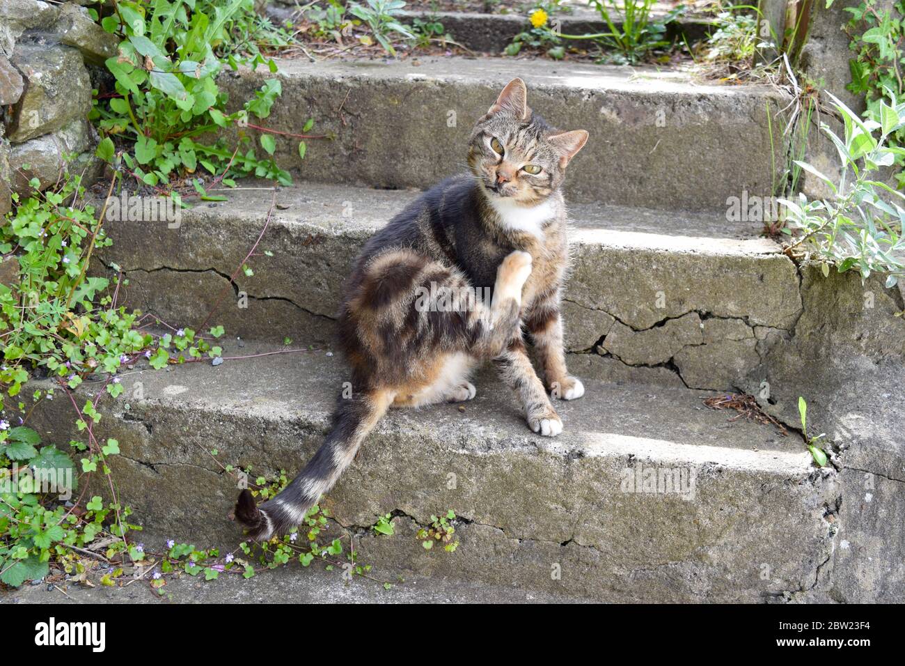 Stray cat with a cute face is sitting on the staircase in abandoned ...