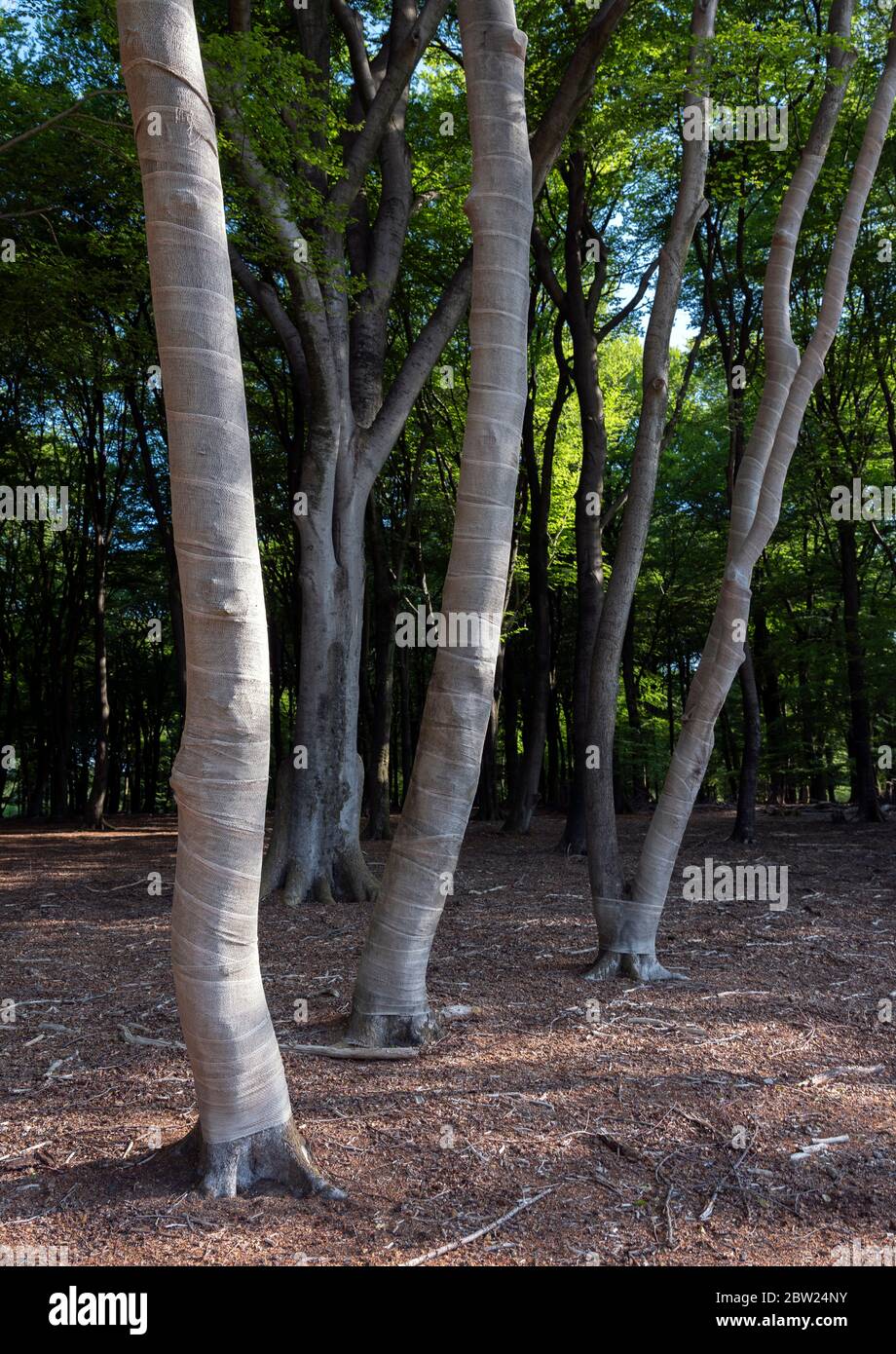 beech tree trunks with tree protection material around it Stock Photo ...