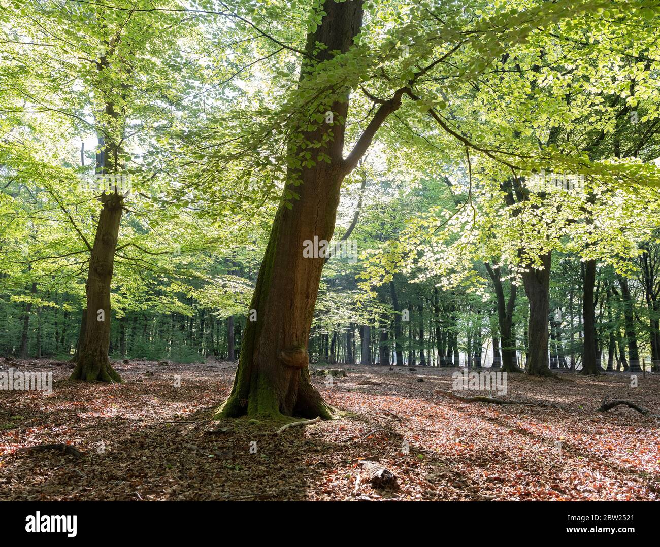 Patches of sun hi-res stock photography and images - Alamy