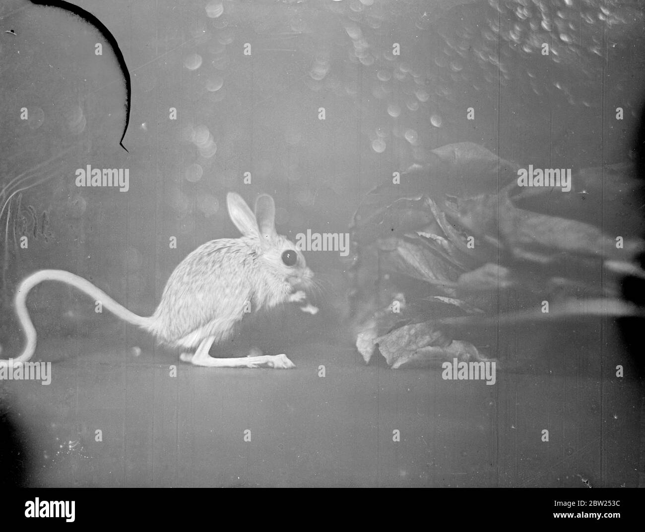 Kangaroo mouse hi-res stock photography and images - Alamy