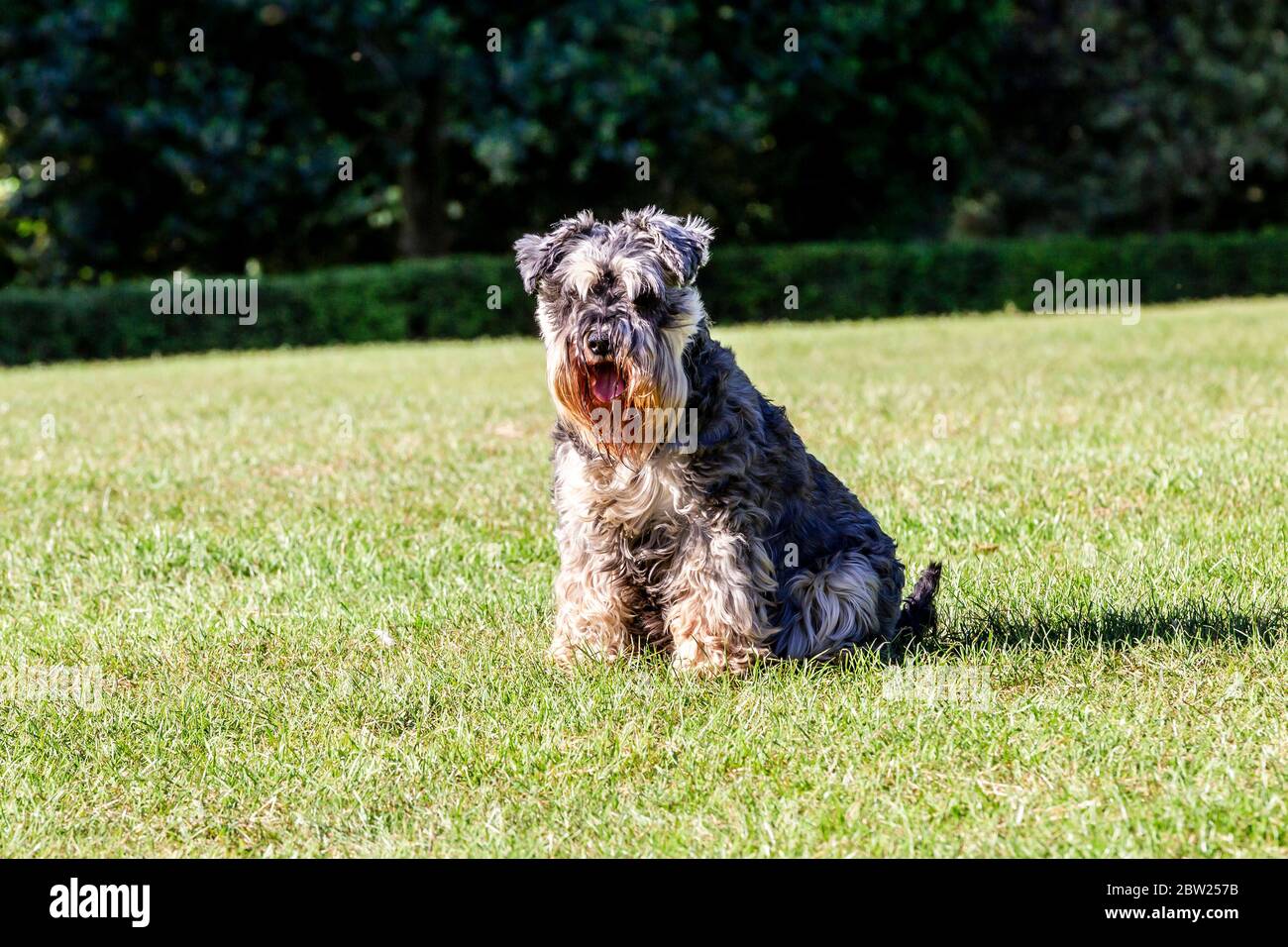 Curly smith hi-res stock photography and images - Alamy