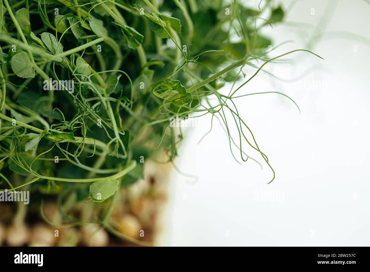 Micro roots hi-res stock photography and images - Alamy